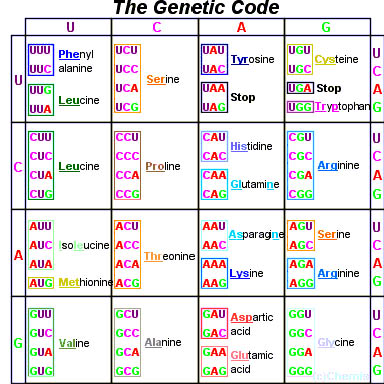 Human Origins 101: The Basics