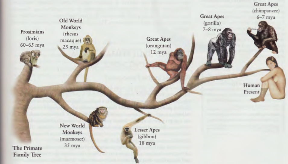 Human Origins 101: The Basics